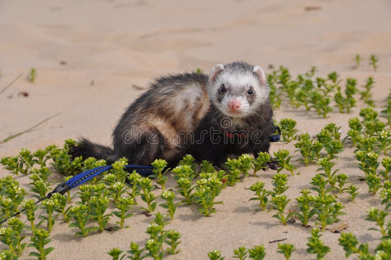 Furets dans le sable image stock. Image du prédateur - 25076585
