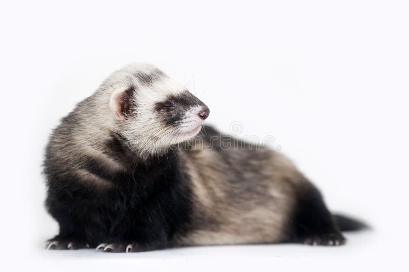 Furetto fotografia stock. Immagine di lato, curioso, furetto - 28096588