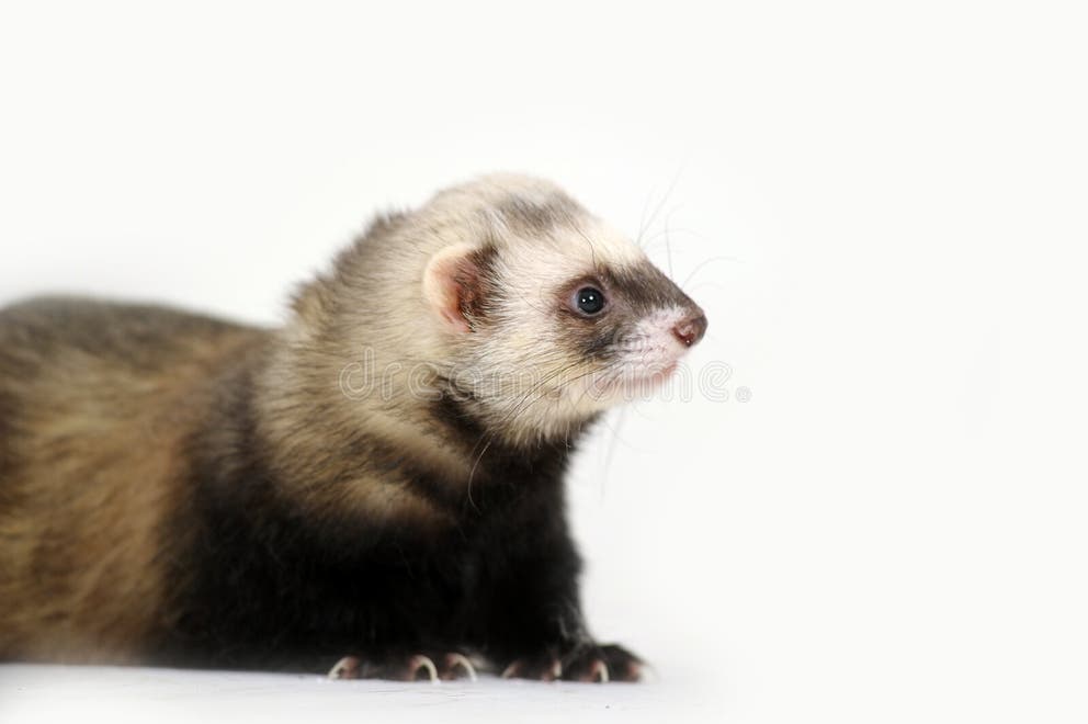 Furetto fotografia stock. Immagine di lato, curioso, furetto - 28096588