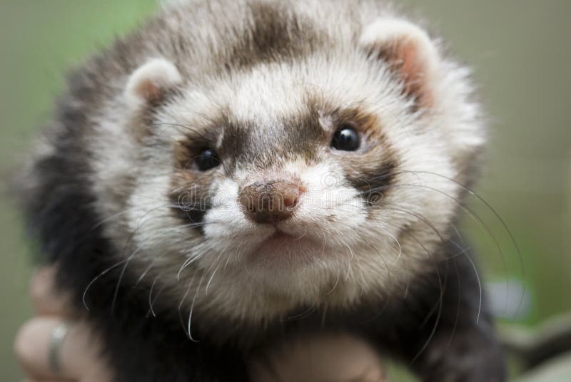 Furetto domestico immagine stock. Immagine di naso, sbavatura - 10557157