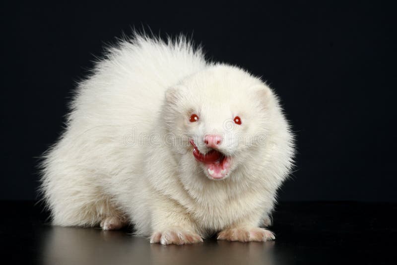 Furetto albino immagine stock. Immagine di morbido, giovane - 17299091