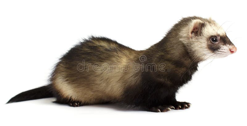 Furetto Isolato Su Una Priorità Bassa Bianca Fotografia Stock ...