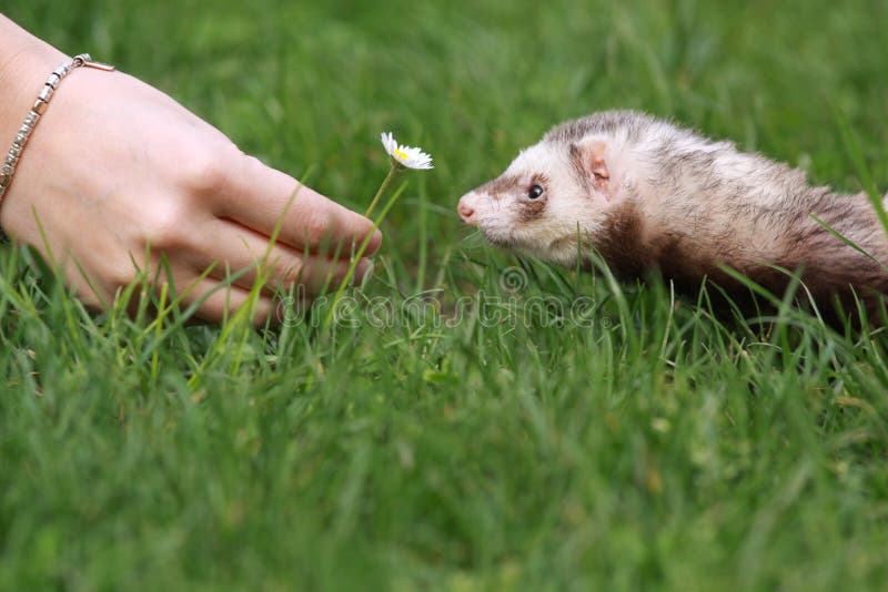 Furetto domestico fotografia stock. Immagine di piccolo - 43892094