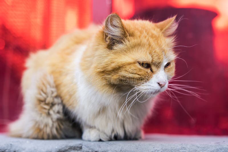 Furious and Angry Stray Redhead Cat in the Street Stock Photo - Image ...
