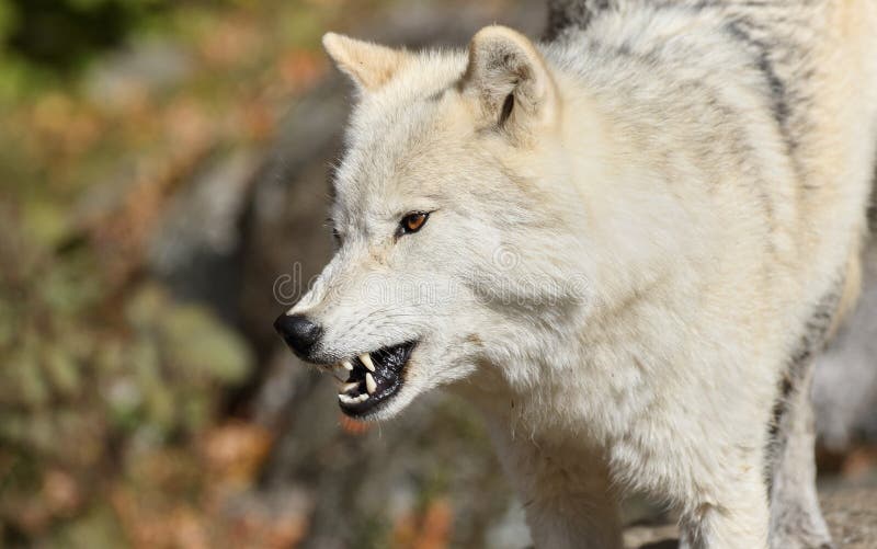 Aggressive Arctic wolf stock image. Image of alfa, hair - 31419869