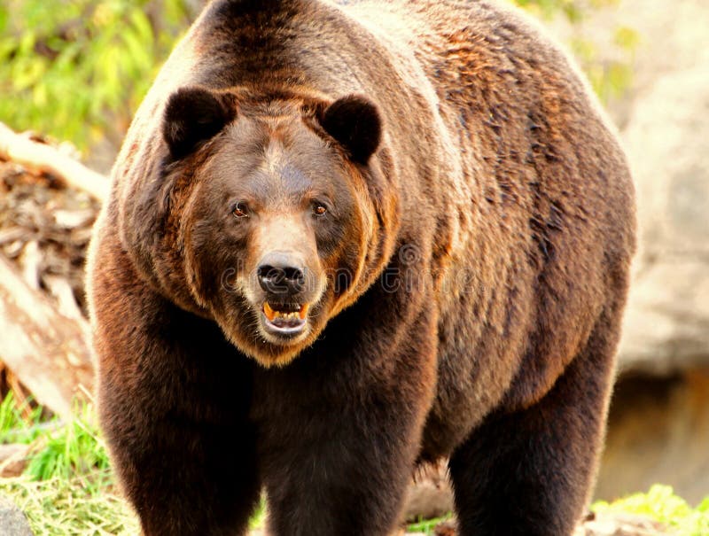 Furious bear stock image. Image of nature, carnivore - 11338635