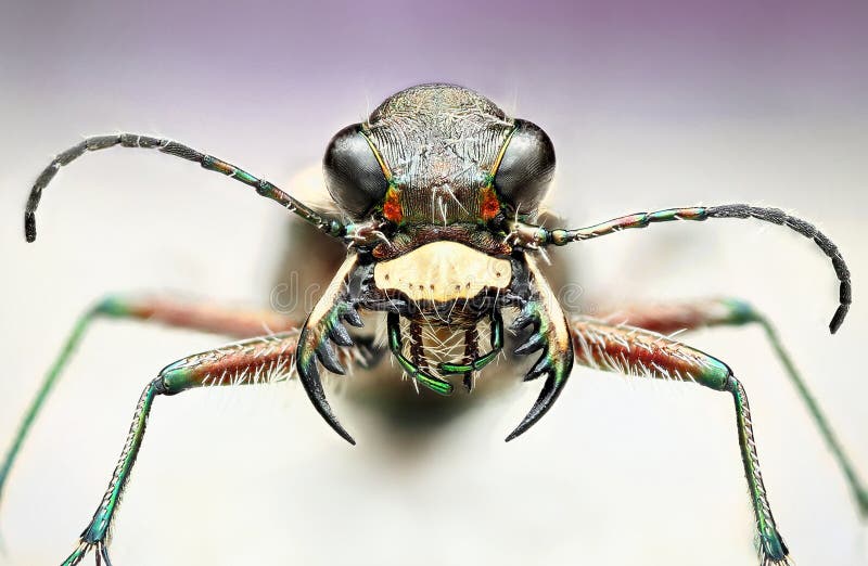 Furious stock photo. Image of bite, mouth, frame, closeup - 98854740