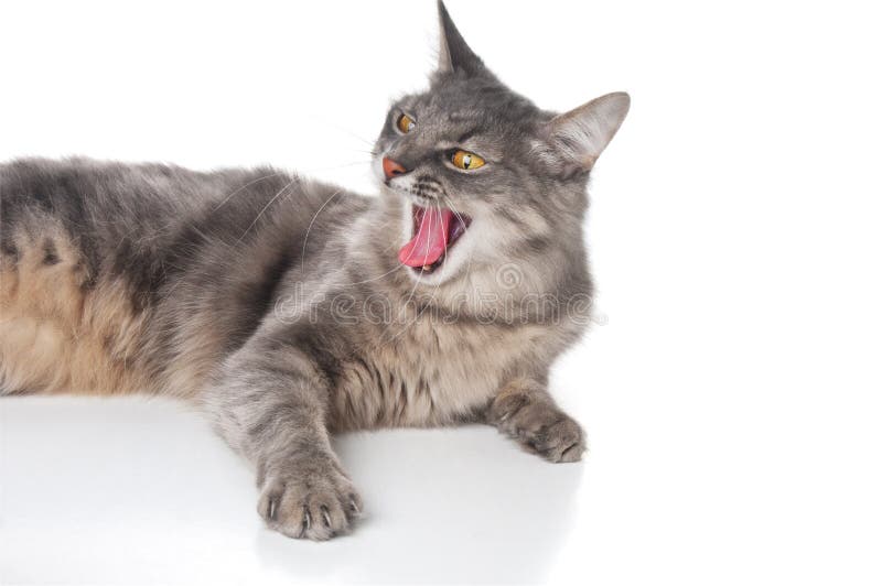 A furious cat stock image. Image of fearsome, enjoying - 123570607