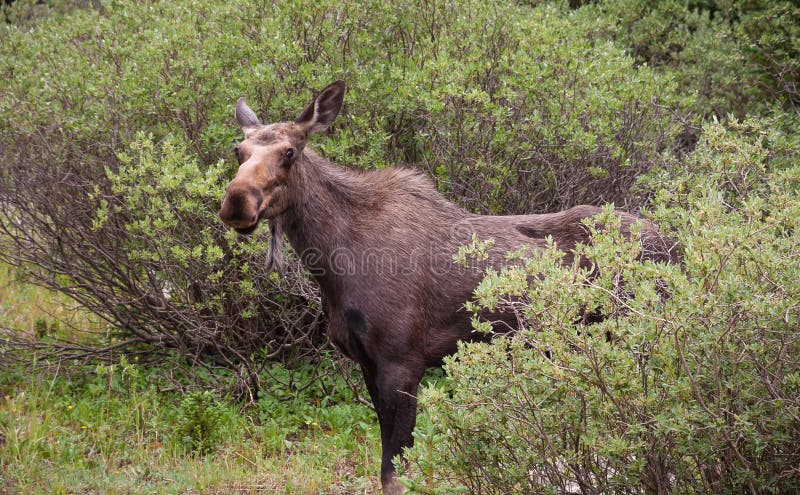 Furious Moose stock photo. Image of nature, beirdstat - 29451146