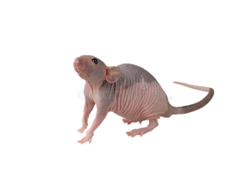 Furless rat stock image. Image of year, poster, nature - 5772619