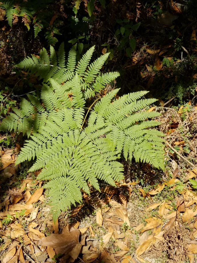 Furn stock photo. Image of leaf, forest, leaves, green - 159782948