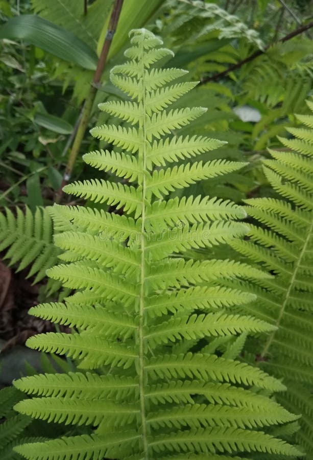 Furn leaves stock photo. Image of furn, leaves, plant - 295893954