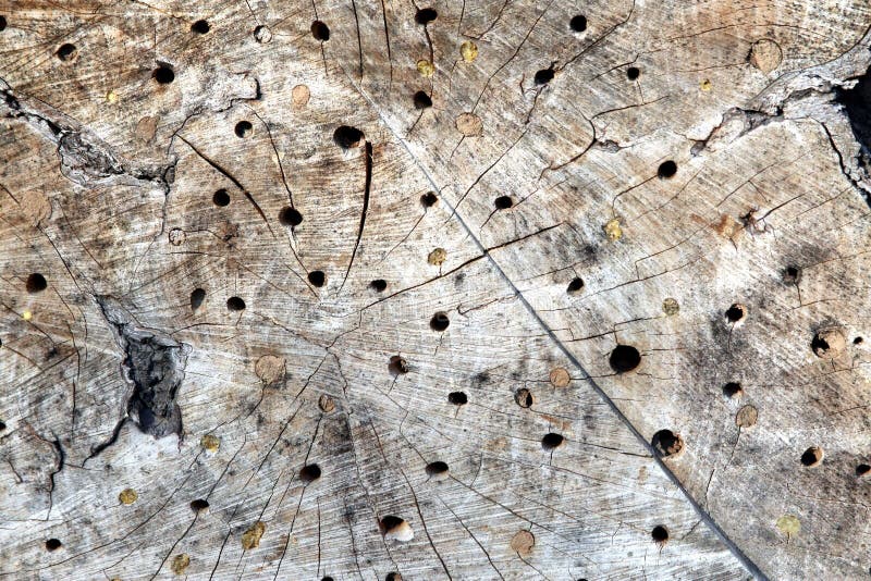 Furos do inseto foto de stock. Imagem de textura, dano - 469698