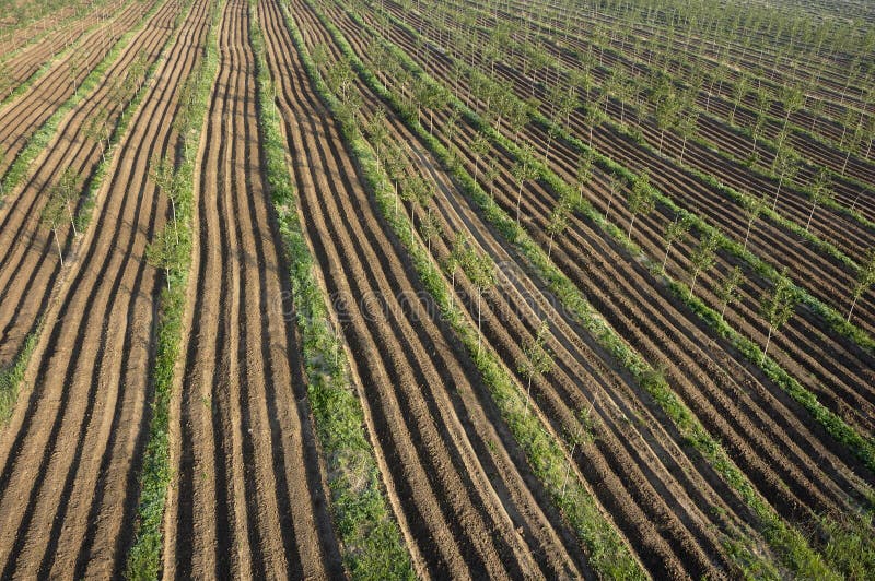 Furrow stock image. Image of agriculture, rhythm, fields - 8253797