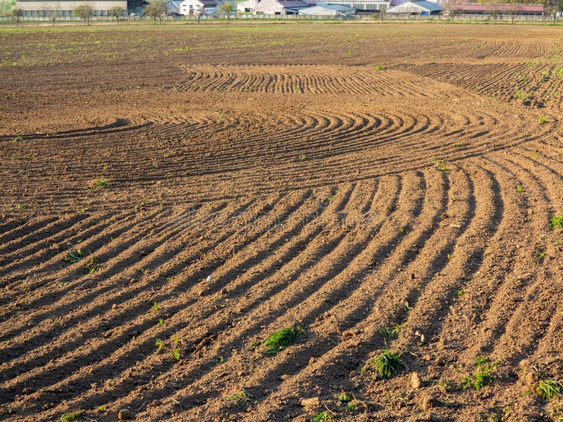 1,081 Sprouting Corn Stock Photos - Free & Royalty-Free Stock Photos ...