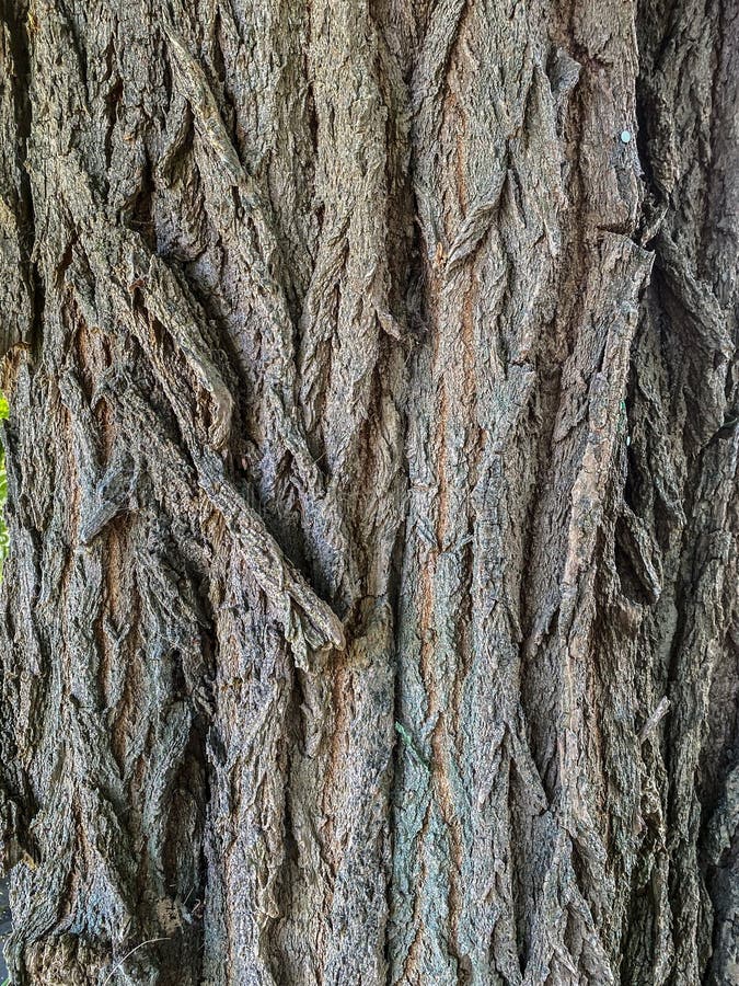 Furrowed Trunk of a Large Old Ash Tree Stock Photo - Image of olive ...