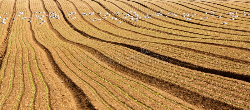 The Plowed Field At Spring Season, Brown Earth With Seed Furrows Stock ...