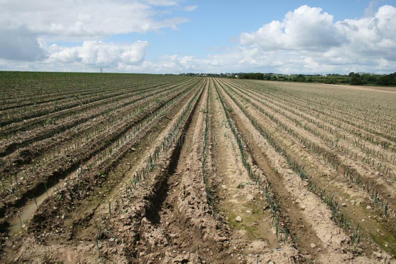 Furrows stock image. Image of field, converging, furrows - 3811375