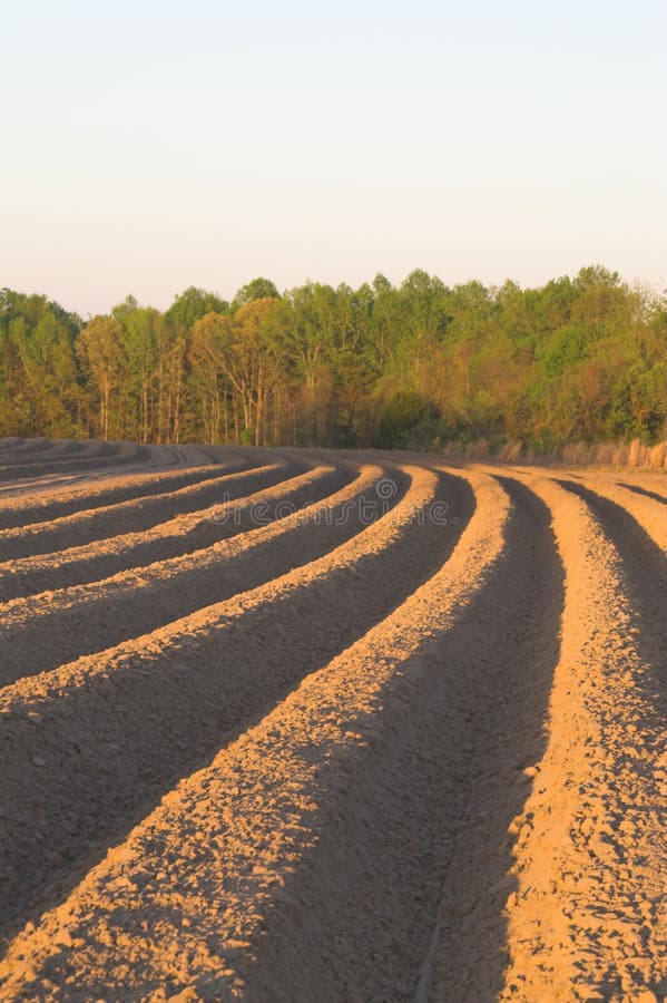 Furrows stock photo. Image of country, farming, season - 4914412