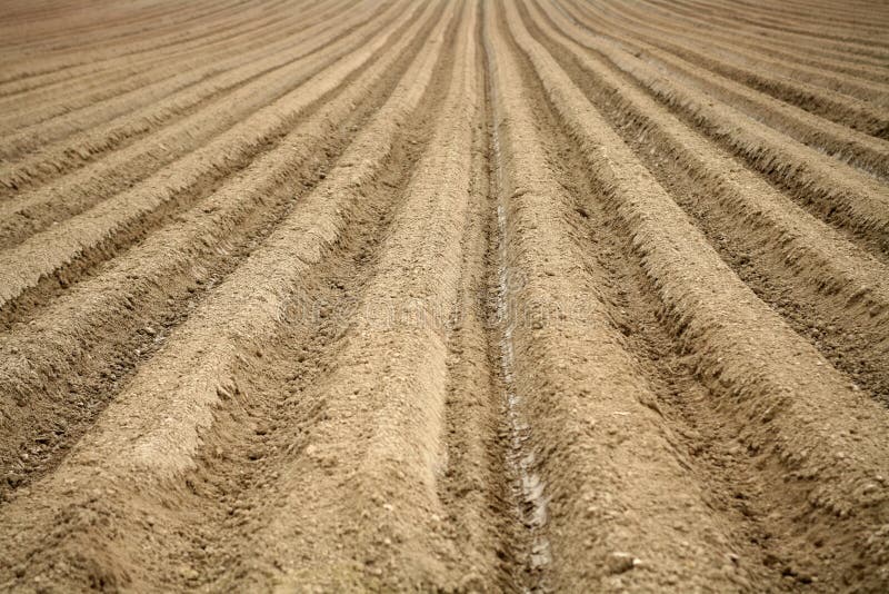 Furrows stock image. Image of horizon, food, cultivation - 796447