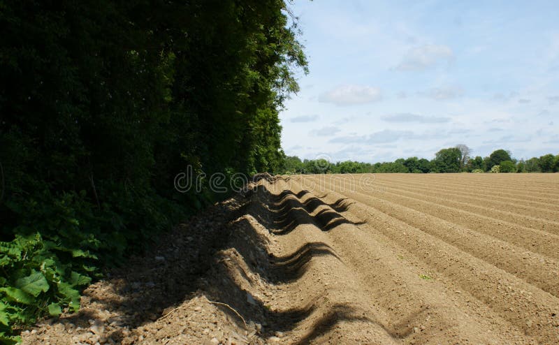 Furrows in a Field Agriculture, Soil Stock Image - Image of green ...