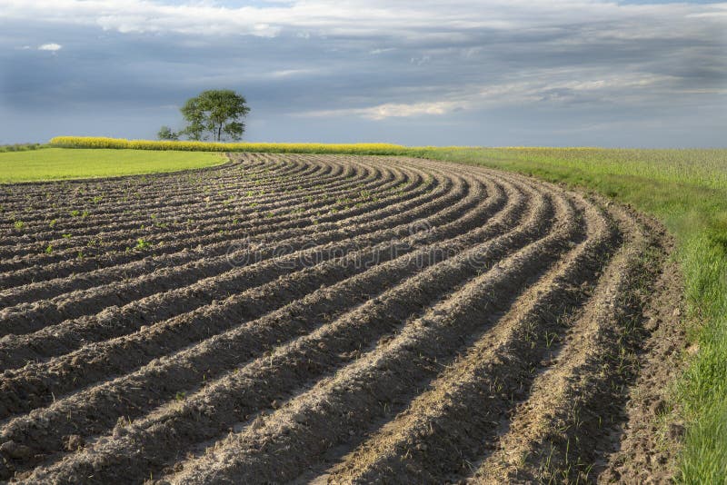 Furrows in the field stock photo. Image of dirt, agriculture - 80373826