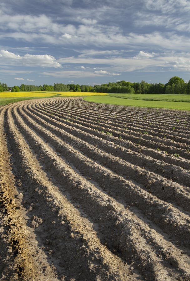 Furrows on a field stock photo. Image of meadow, landscape - 220081588