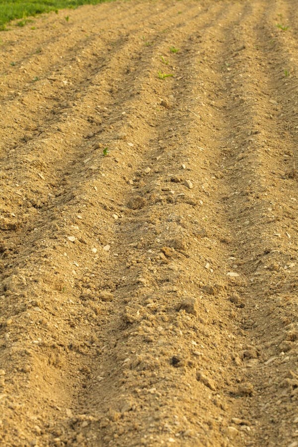 Furrows on the field stock image. Image of green, outdoors - 31047989