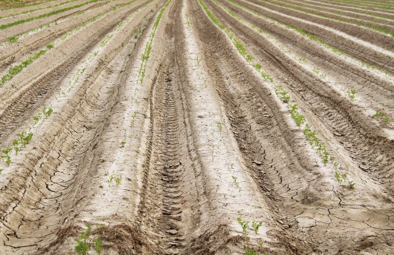 Furrows on the field stock image. Image of agrarian, furrows - 72921871