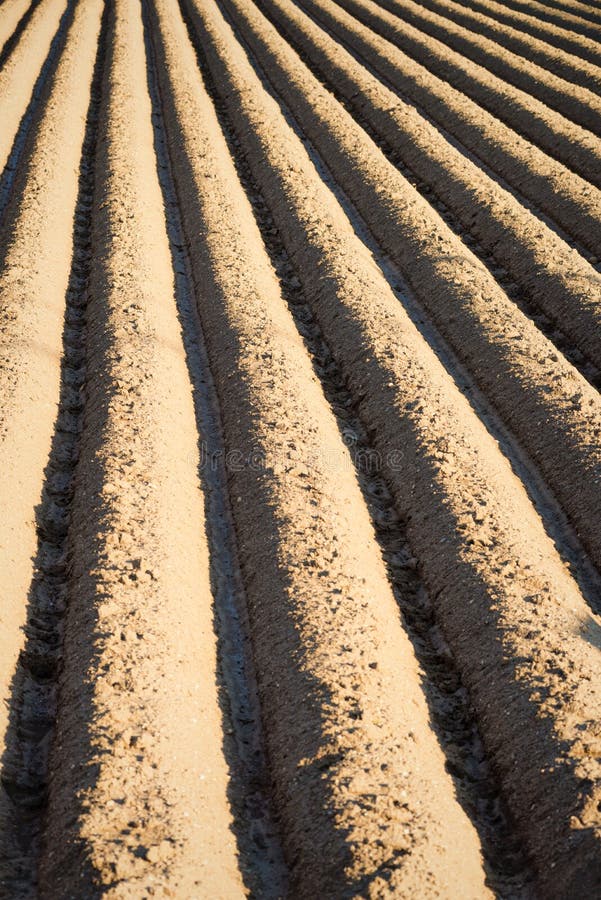 Furrowed farmland stock photo. Image of furrows, agriculture - 53293954