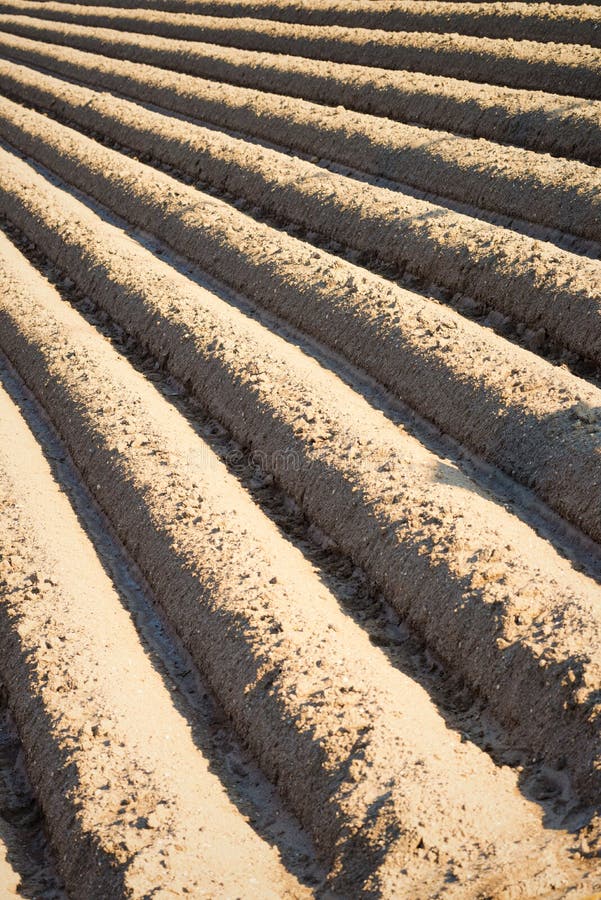 Ploughed Furrows in the Ground, Smooth the Ruts of Ploughed Land Stock ...