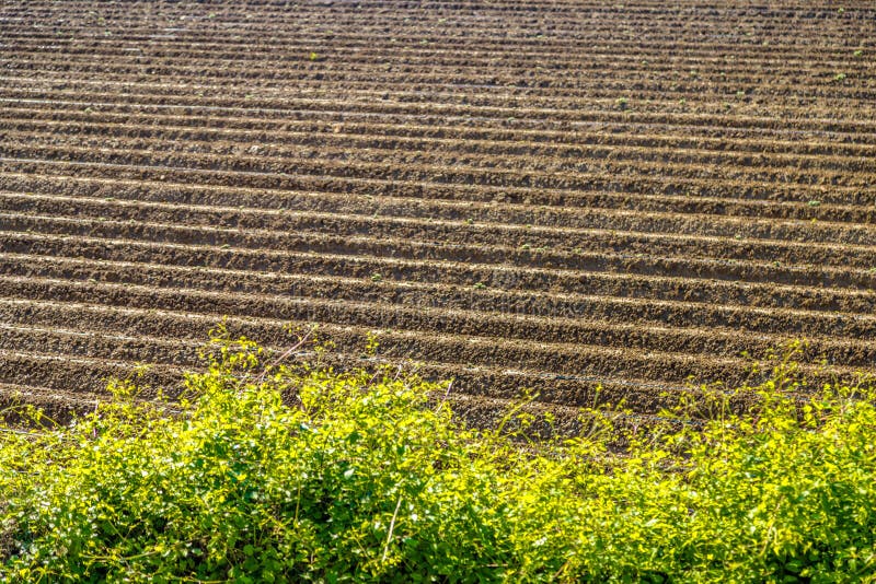 Furrows of a plowed field stock photo. Image of furrows - 71633380