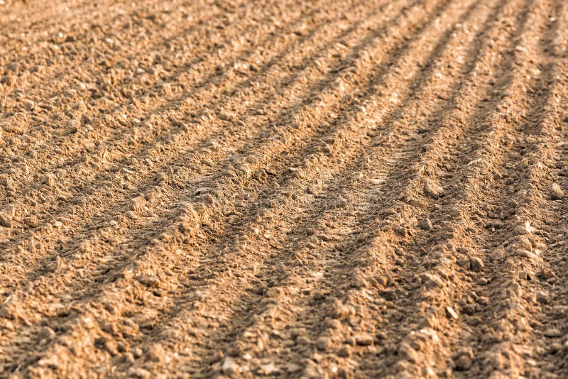 Furrows Row Pattern in a Plowed Field. Background or Texture with ...
