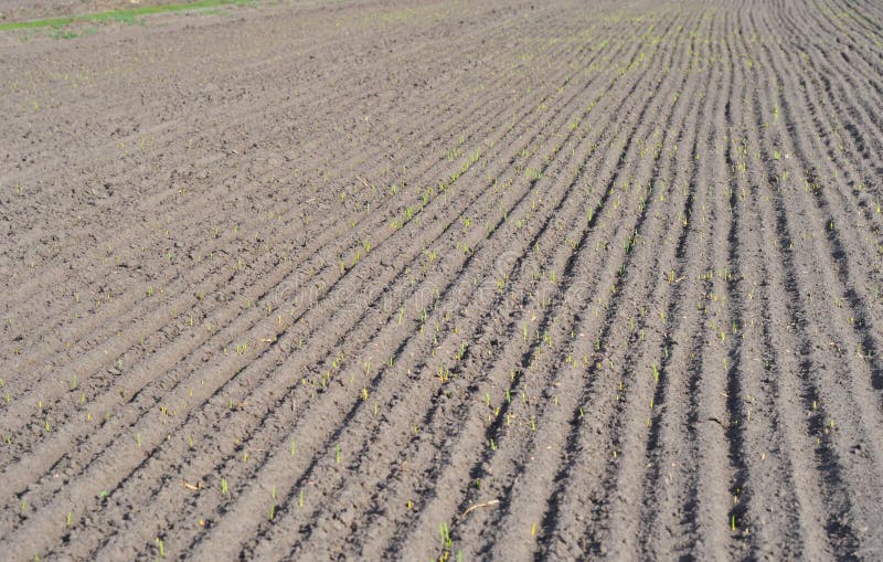 Furrows Row Pattern in a Plowed Field with Planting and Growing Crops ...