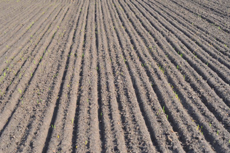 Furrows Row Pattern in a Plowed Field with Planting and Growing Crops ...