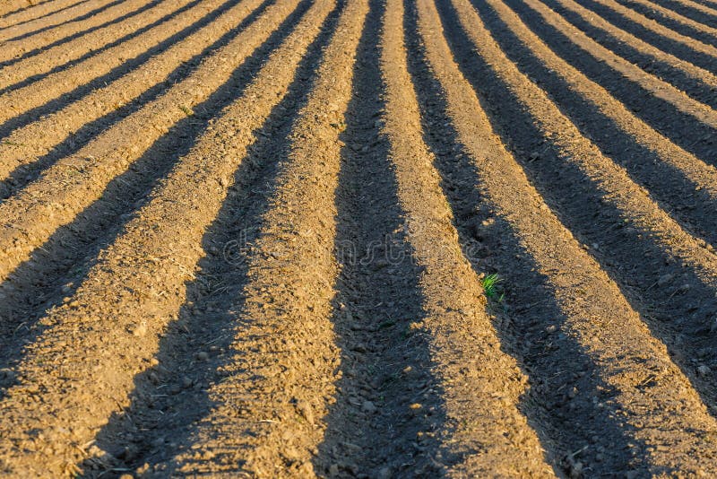 Furrows Row Pattern in a Plowed Field Prepared for Planting Crops in ...