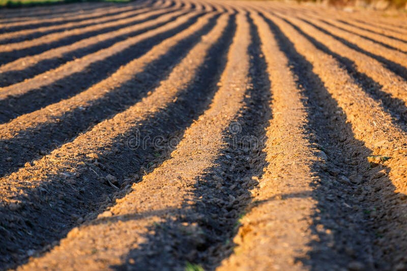 Furrows Row Pattern in a Plowed Field Prepared for Planting Crops in ...