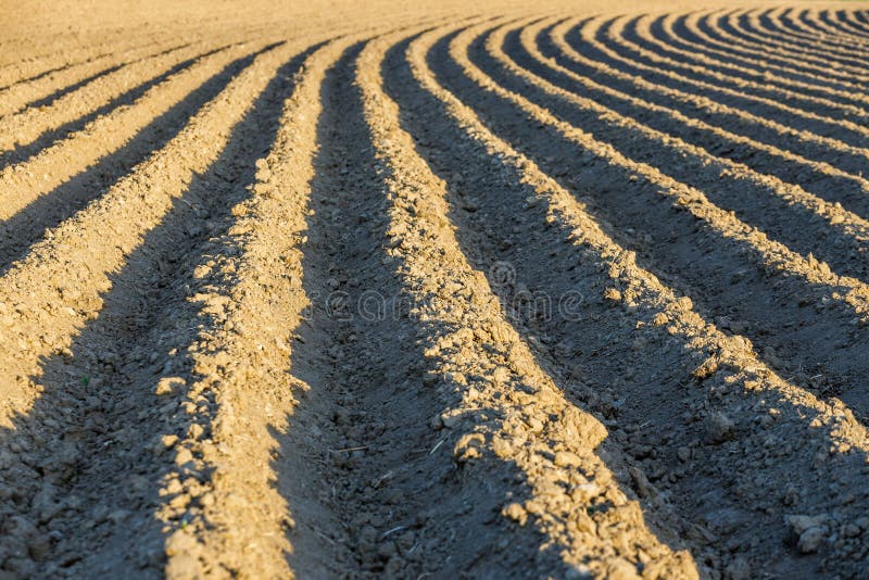 Furrows Row Pattern in a Plowed Field Prepared for Planting Crops Stock ...