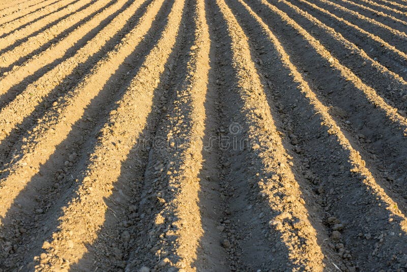 Furrows Row Pattern with Orange Maple Leaf and Green Grass on Dark ...