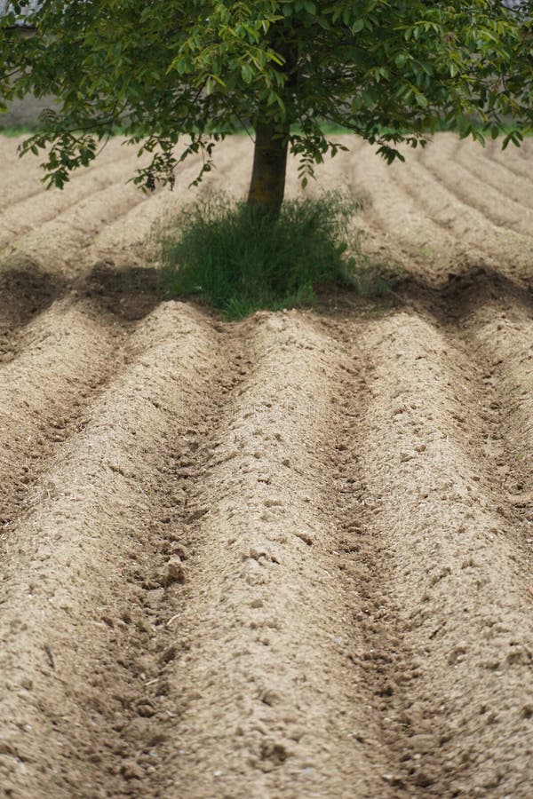 Tree and Furrows Row Pattern in a Plowed Field Prepared for Planting ...
