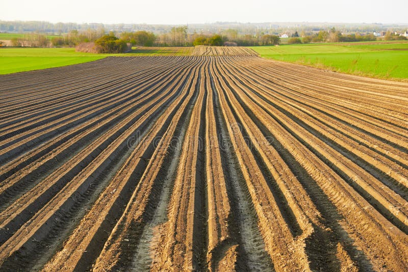 Furrows Row Pattern in a Plowed Field with Planting and Growing Crops ...