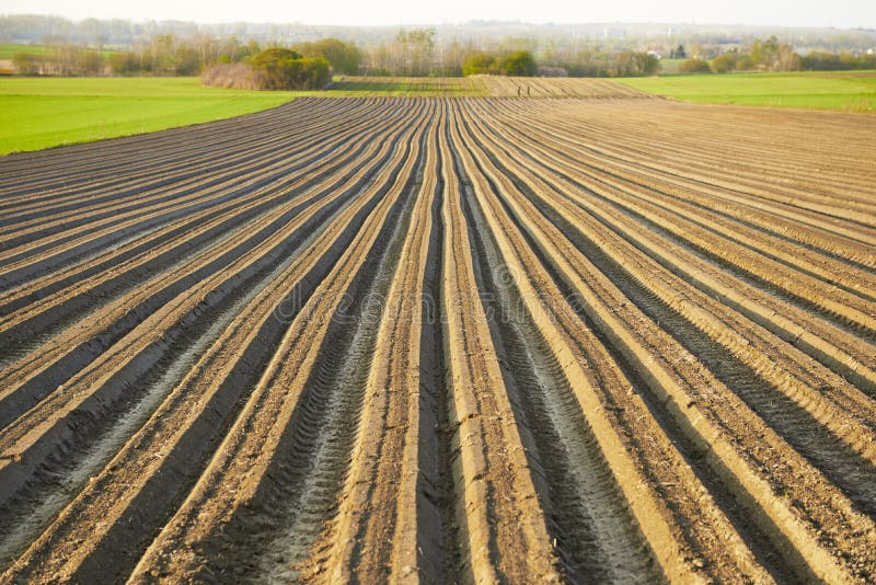 Furrows Row Pattern in a Plowed Field Prepared for Planting. Stock ...