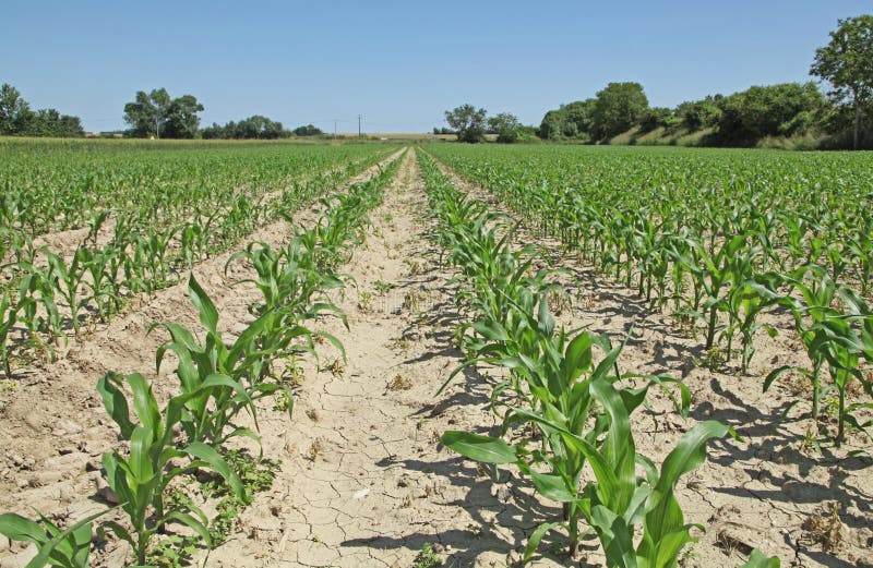 Furrows of Young Tomatoes Plants Stock Photo - Image of fertile ...
