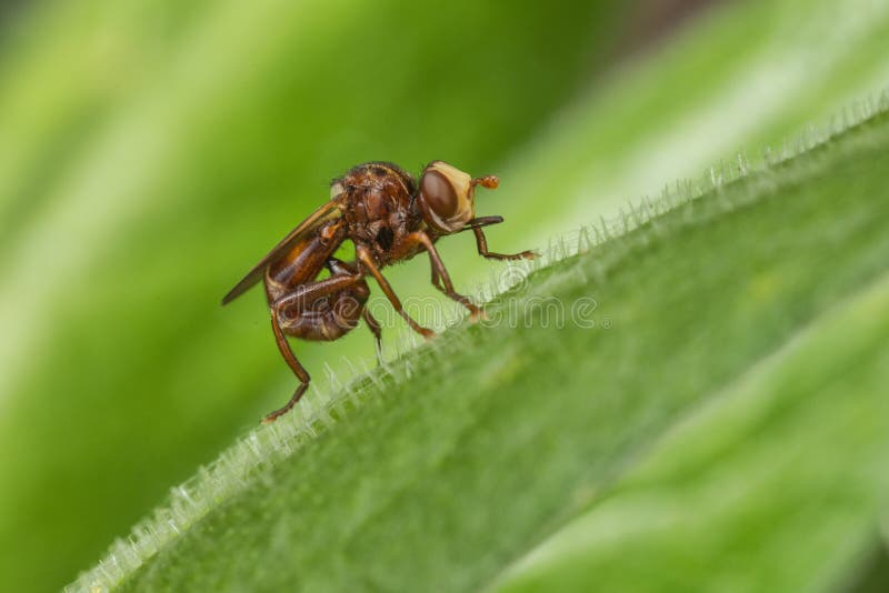 Conopid Photos - Free & Royalty-Free Stock Photos from Dreamstime