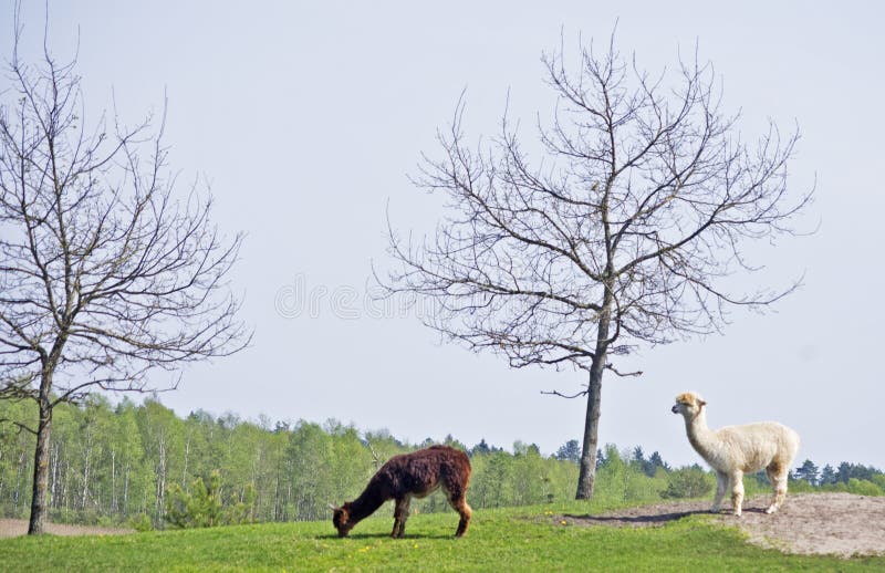 Alpaca by the tree stock photo. Image of lama, andes - 122659700