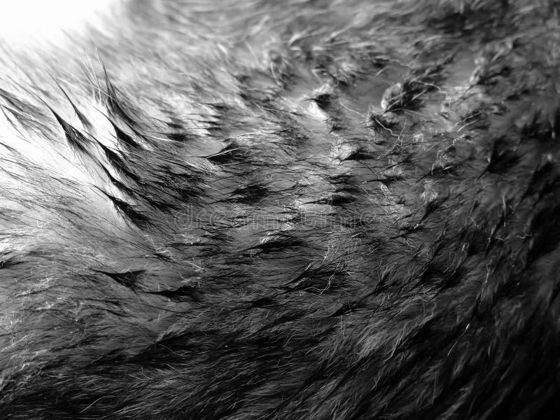 Furry Backdrop stock image. Image of molt, molting, detail - 3080917