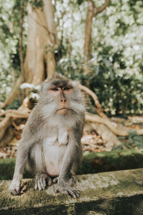 Furry Barbary Macaque Monkey Standing on a Stone in the Jungle in Bali ...