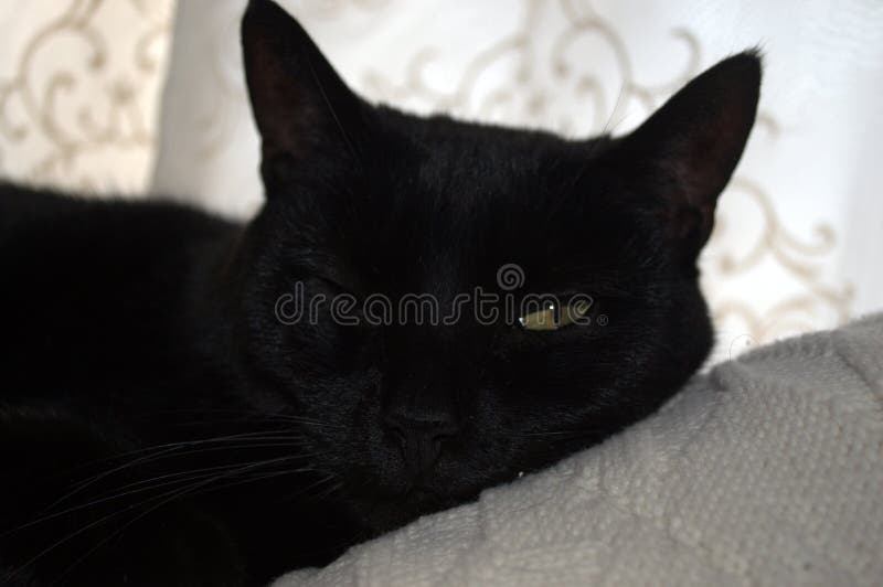 Winking Black Cat Winks for the Camera Stock Image - Image of bombay ...