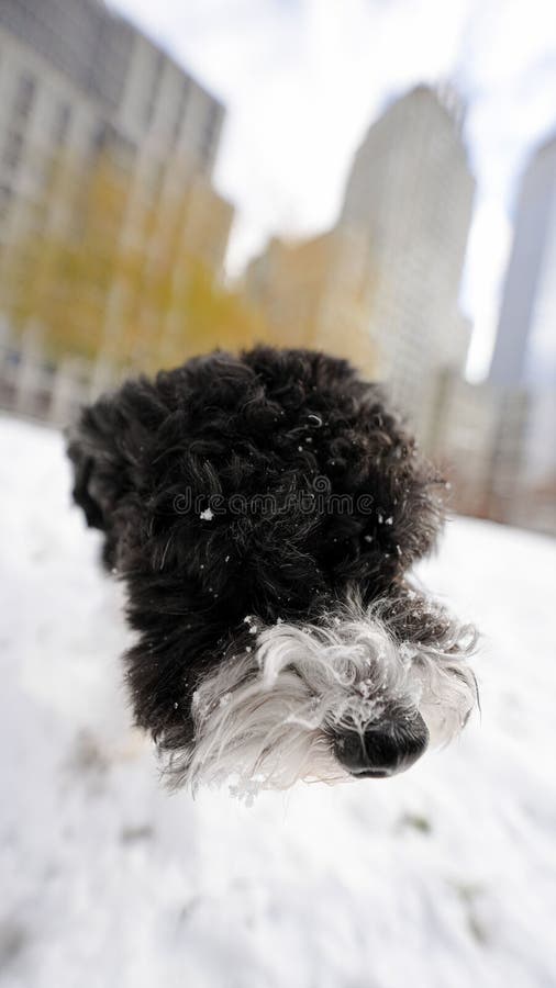 Furry Black and White Dog Playing in the Snow Stock Photo - Image of ...