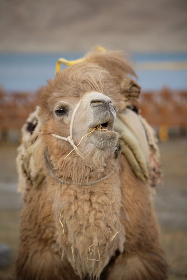 Furry Brown Camel on the Desert Stock Photo - Image of animals, wild ...